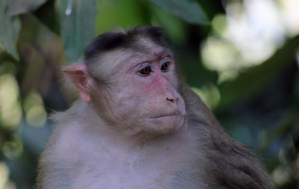 Free photo "Monkey Face"