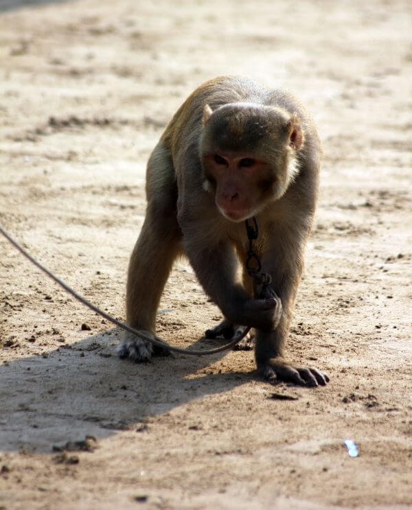 Free photo "Monkey Looking Up"