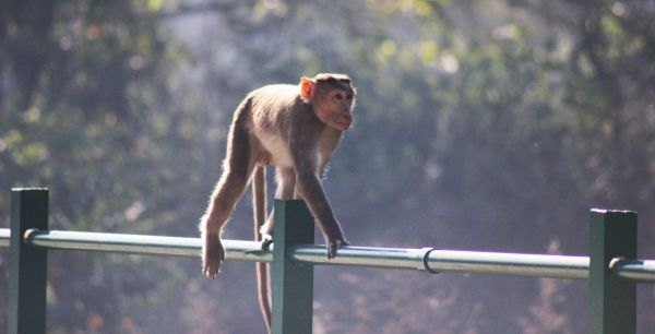 Free photo "Monkey Mother Babies"