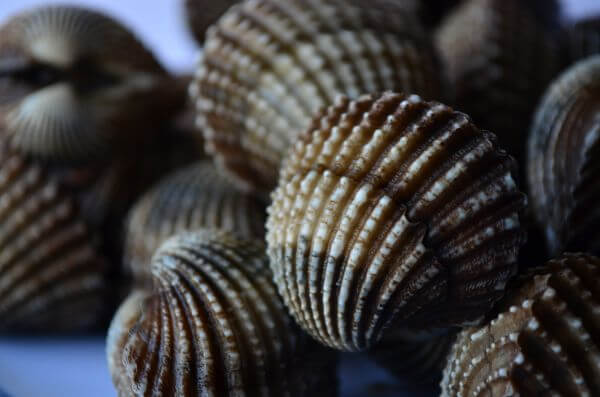 Free photo "Shell Piles"