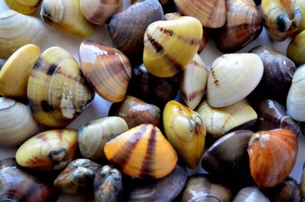 Free photo "Sea Shells Closeup"