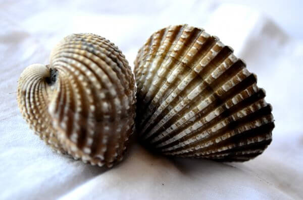 Free photo "Pile Of Shells"