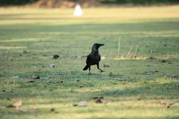 Free photo "Crow Scratching"