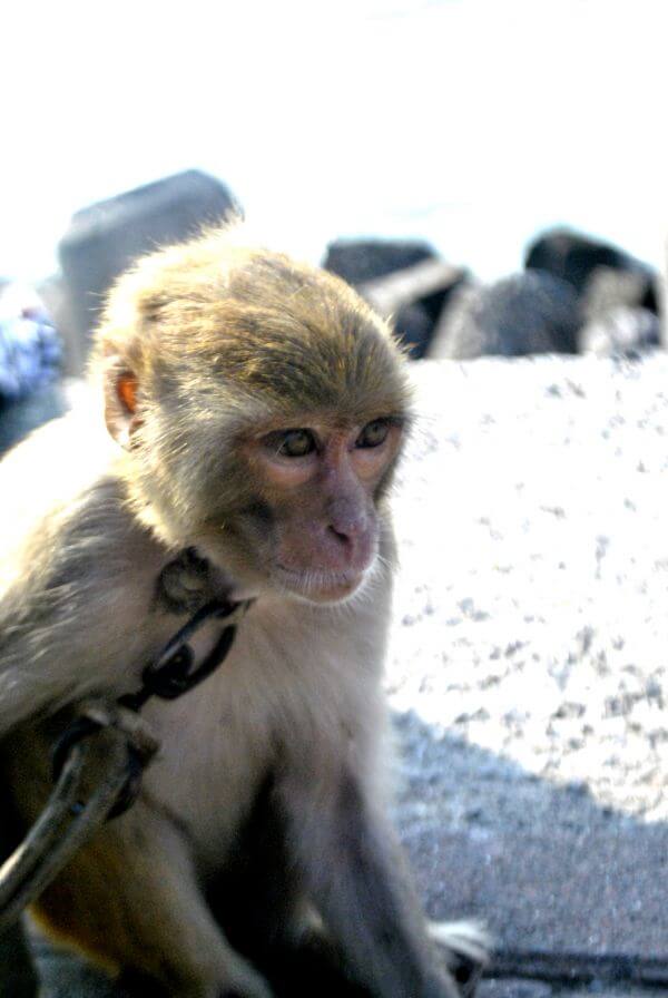 Free photo "Captive Monkey"