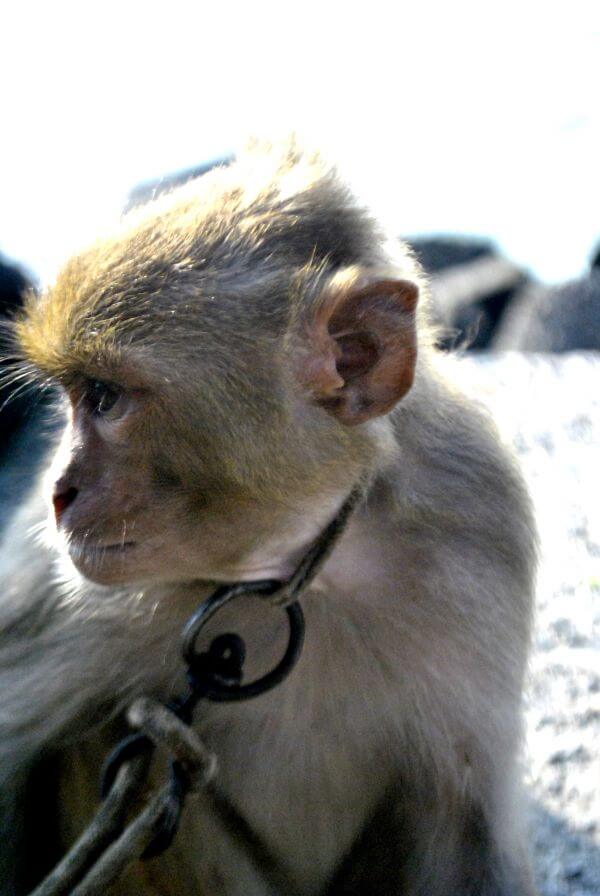 Free photo "Captive Monkey"