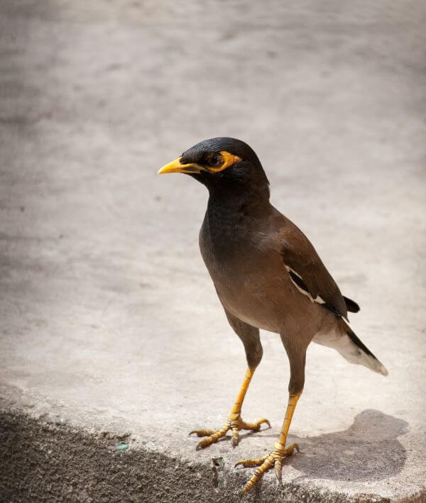 Free photo "Myna"