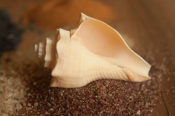 Free photo "Shell Piles"