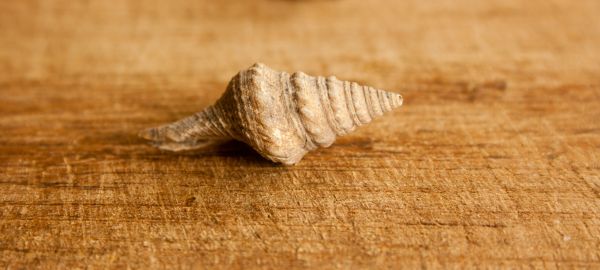 Free photo "Sea Shells Closeup"