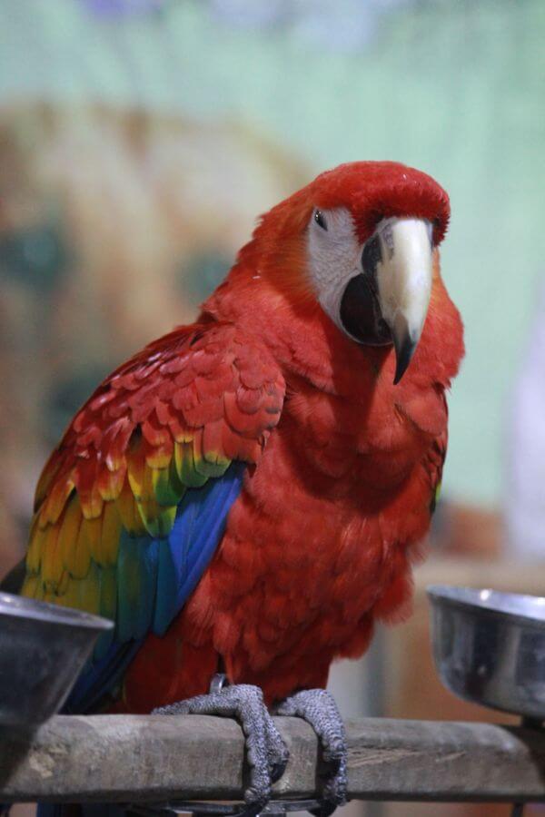 Free photo "Scarlet Macaw Face"