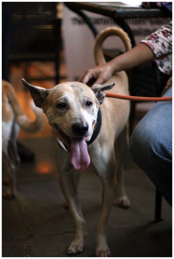 Free photo "White Dog With Owner"