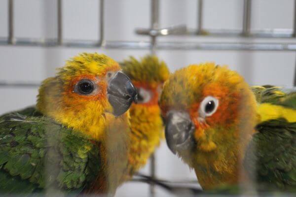Free photo "Colorful Bird Eating"