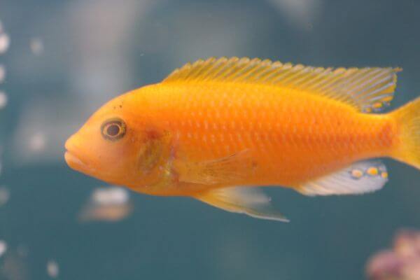Free photo "Pink Orange Fish"