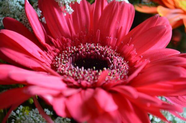 Free photo "Red Daisy Flower"