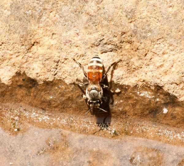 Free photo "Insect Drinking Water"
