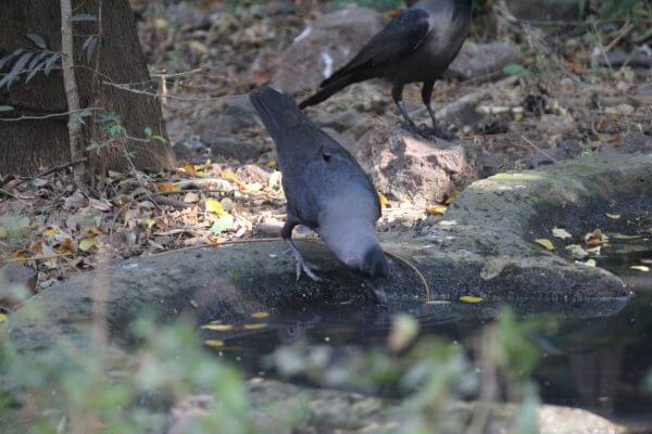 Free photo "Crow Near Water Pond"