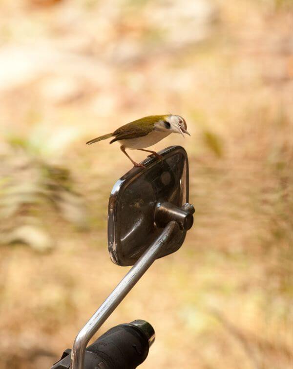 Free photo "Small Bird Rearview Mirror"