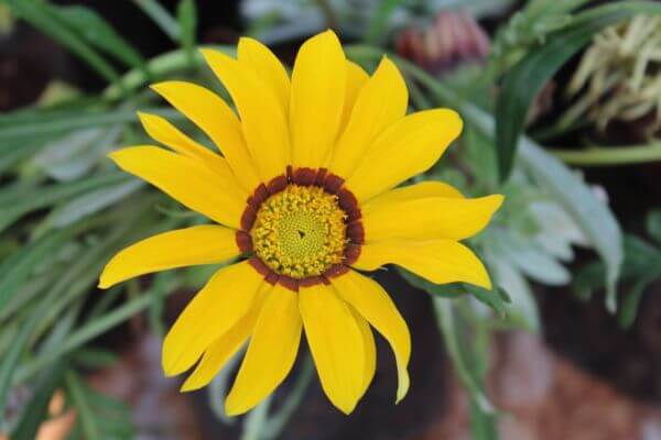 Free photo "Closeup Yellow Sunflower" by monoar rahman