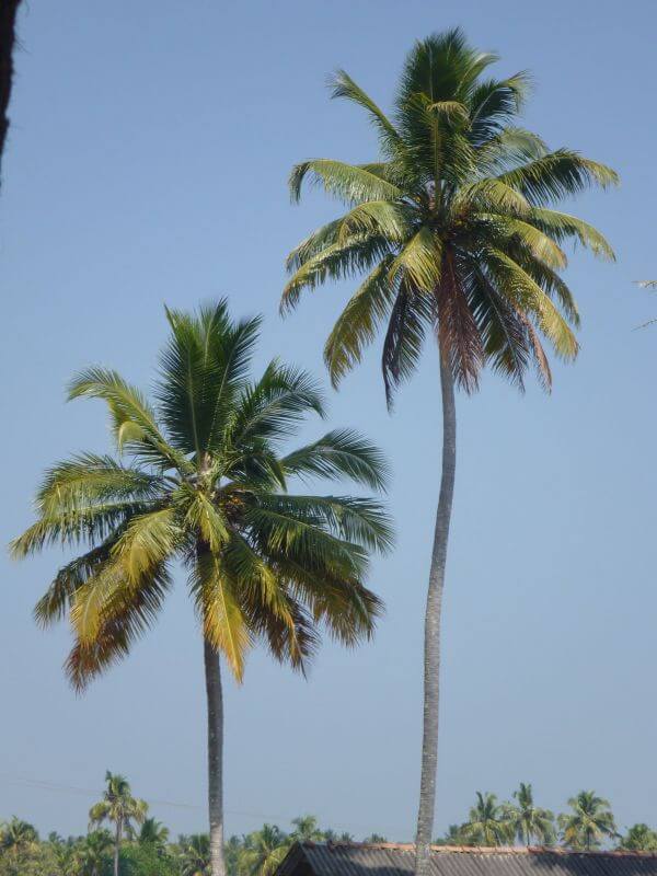 Free photo "Tall Coconut Trees Palm"