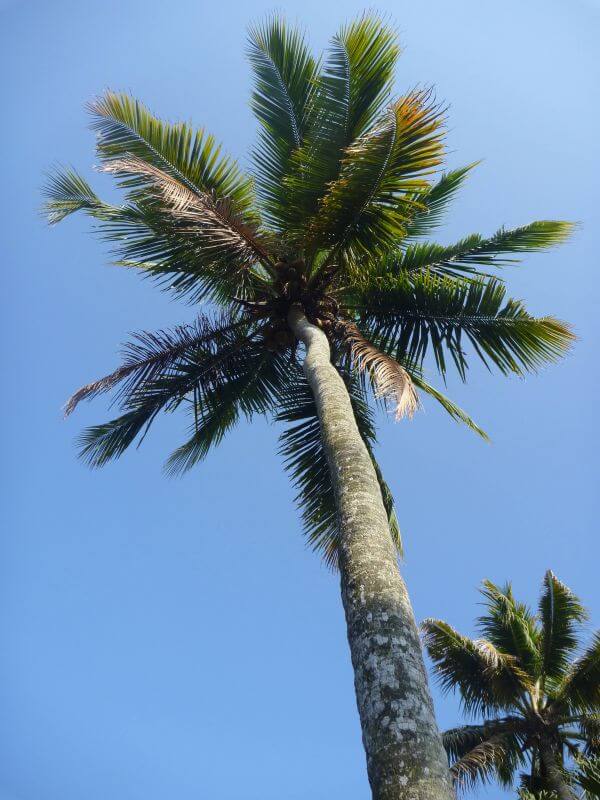 Free photo "Tall Coconut Tree"