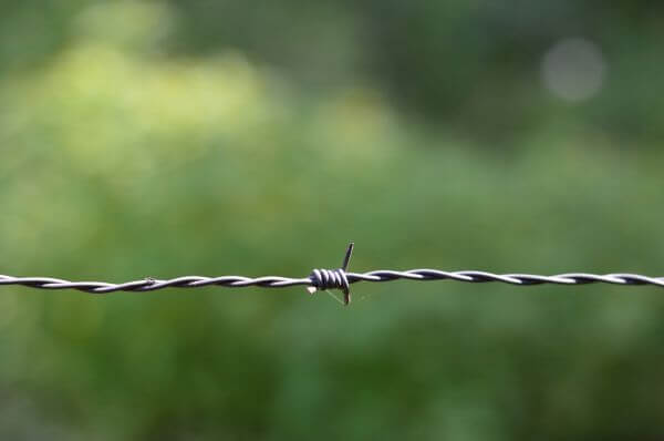 Free photo "Barb wire"